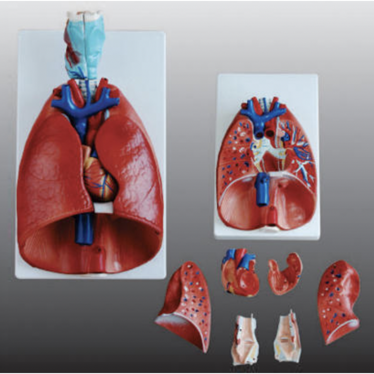 Larynx, Heart And Lungs Model - MYASKRO